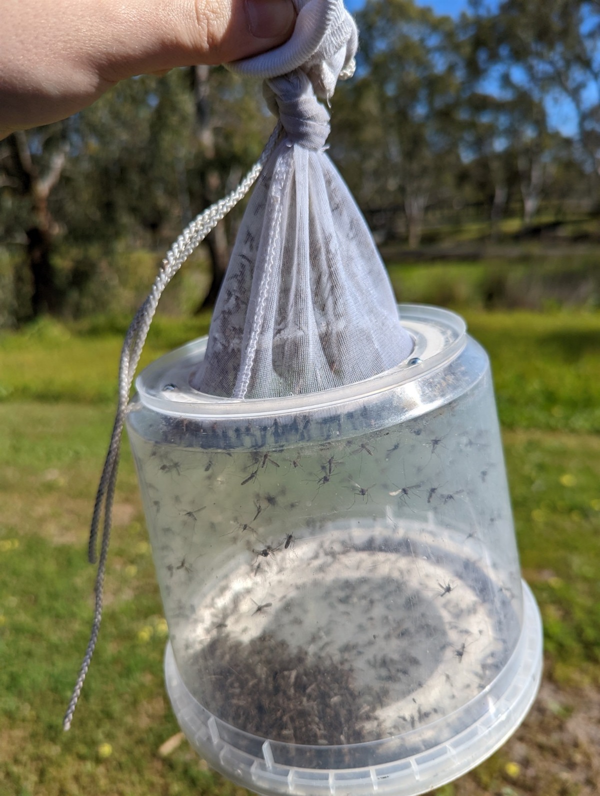 Mosquito Trapping Program - Horsham Rural City Council
