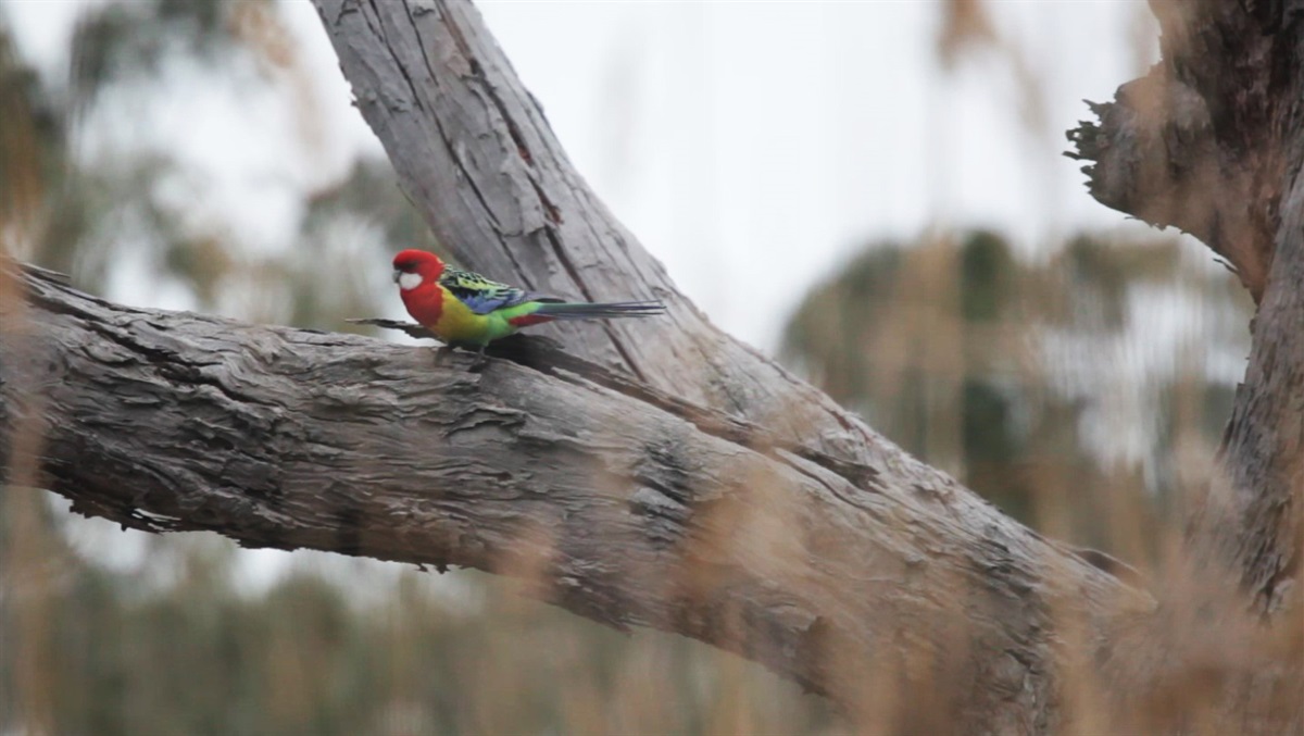 Aussie Backyard Bird Count - Horsham Rural City Council